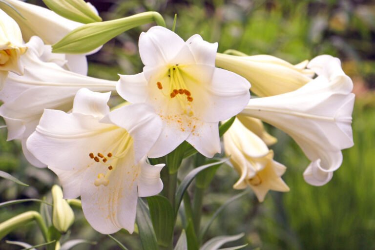 Moon Lily: Meaning, Growth, and Night Blooming Care Guide