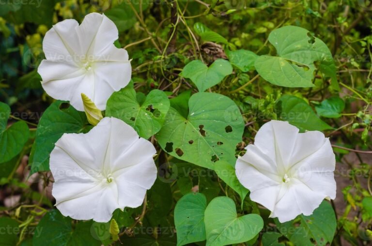 Moon Lily: Meaning, Growth, and Night Blooming Care Guide