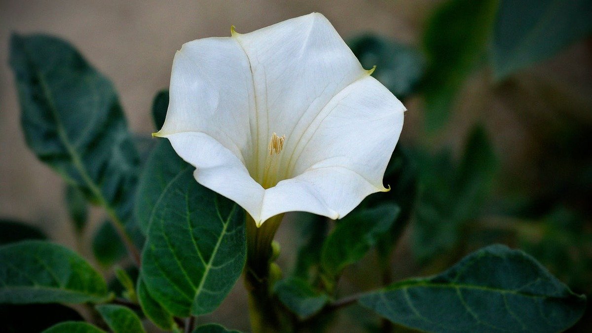 Moon Lily: Meaning, Growth, and Night Blooming Care Guide